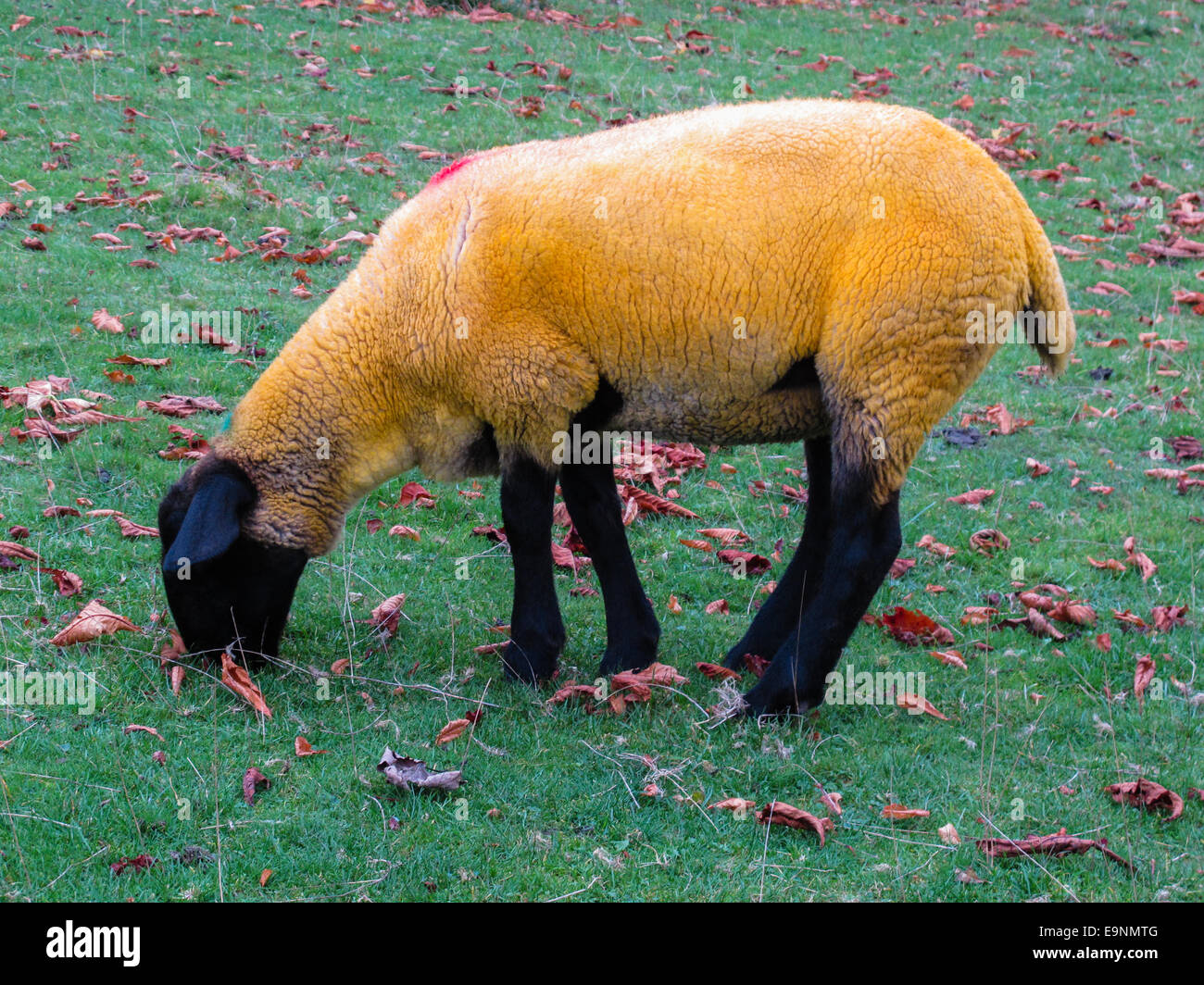 Mouton du suffolk Banque de photographies et d’images à haute ...