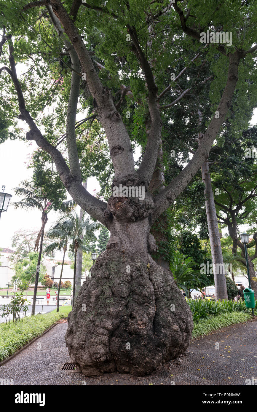 Sumauma tree Banque de photographies et d’images à haute résolution - Alamy