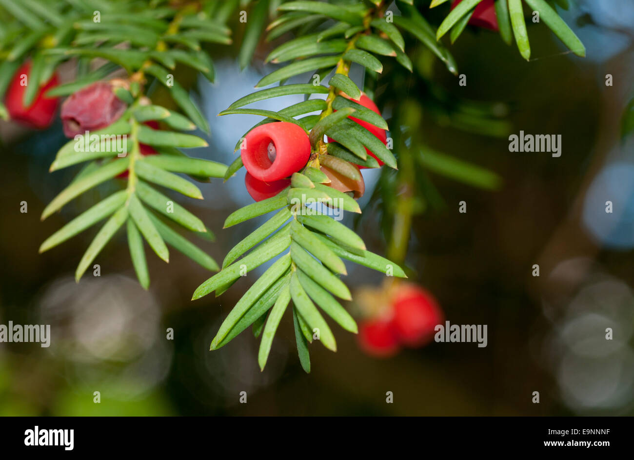 Baies de taxus baccata Banque de photographies et d’images à haute ...