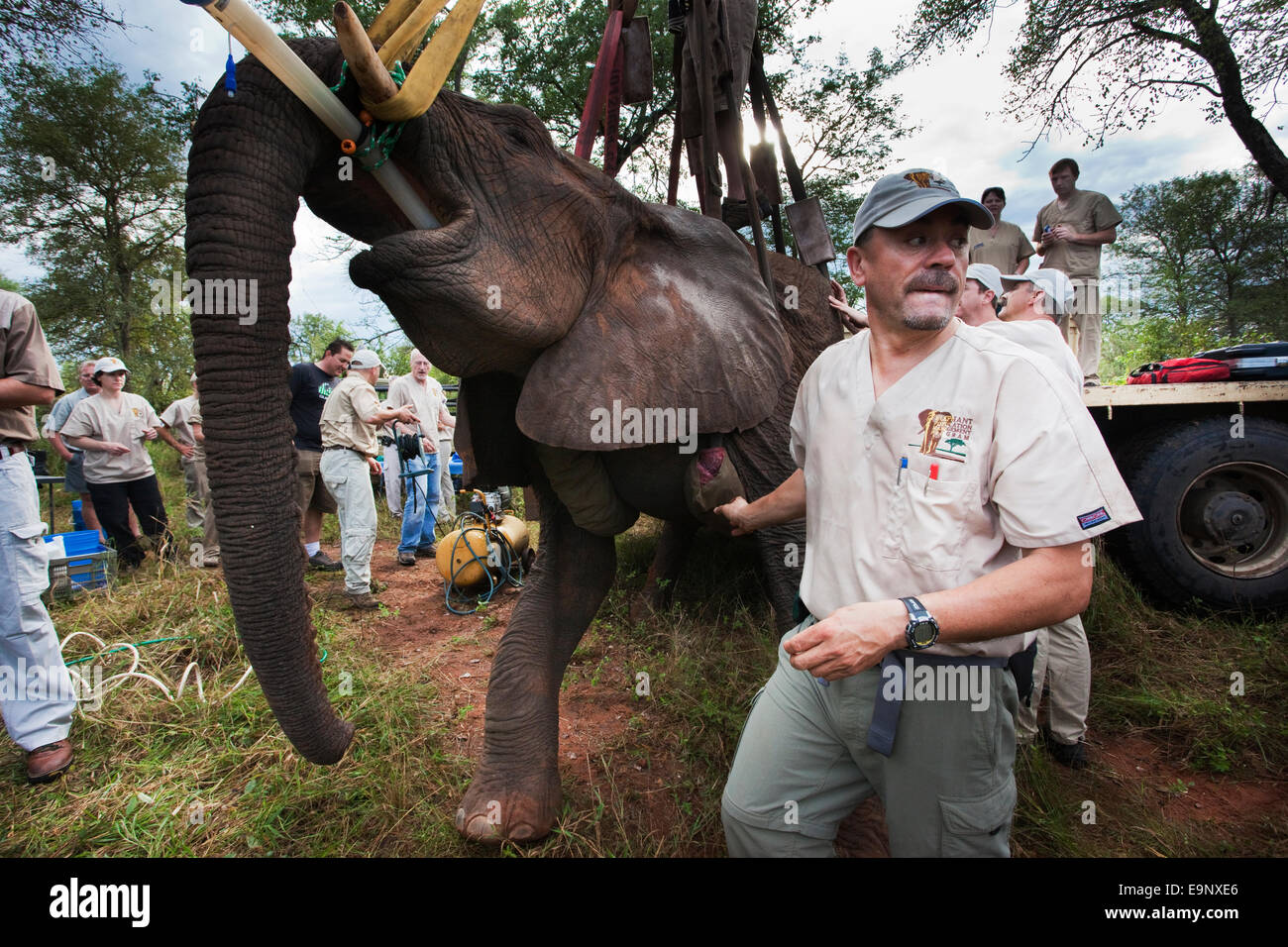 La vasectomie des éléphants, Loxodonta africana, avec le Dr Jeff Zuba ...