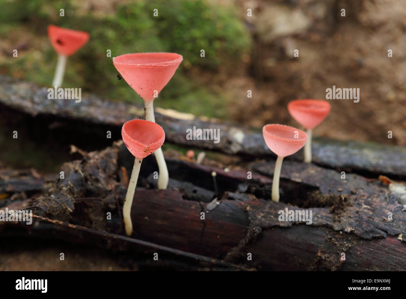 Champignons thailandais Banque de photographies et d’images à haute ...