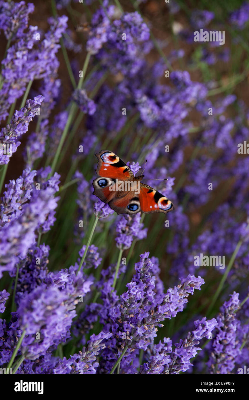 Lavande papillon Banque de photographies et d’images à haute résolution ...