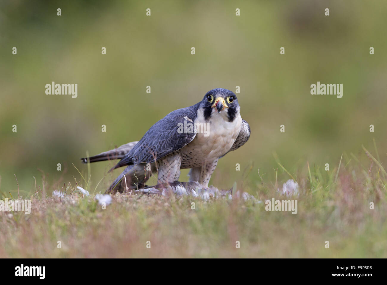 Le faucon pèlerin (Falco peregrinus), adultes se nourrissent de Pigeon ...