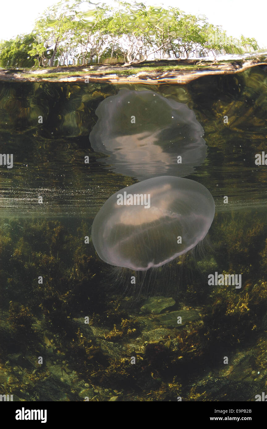 Méduse lune aurelia aurita Banque de photographies et d’images à haute ...