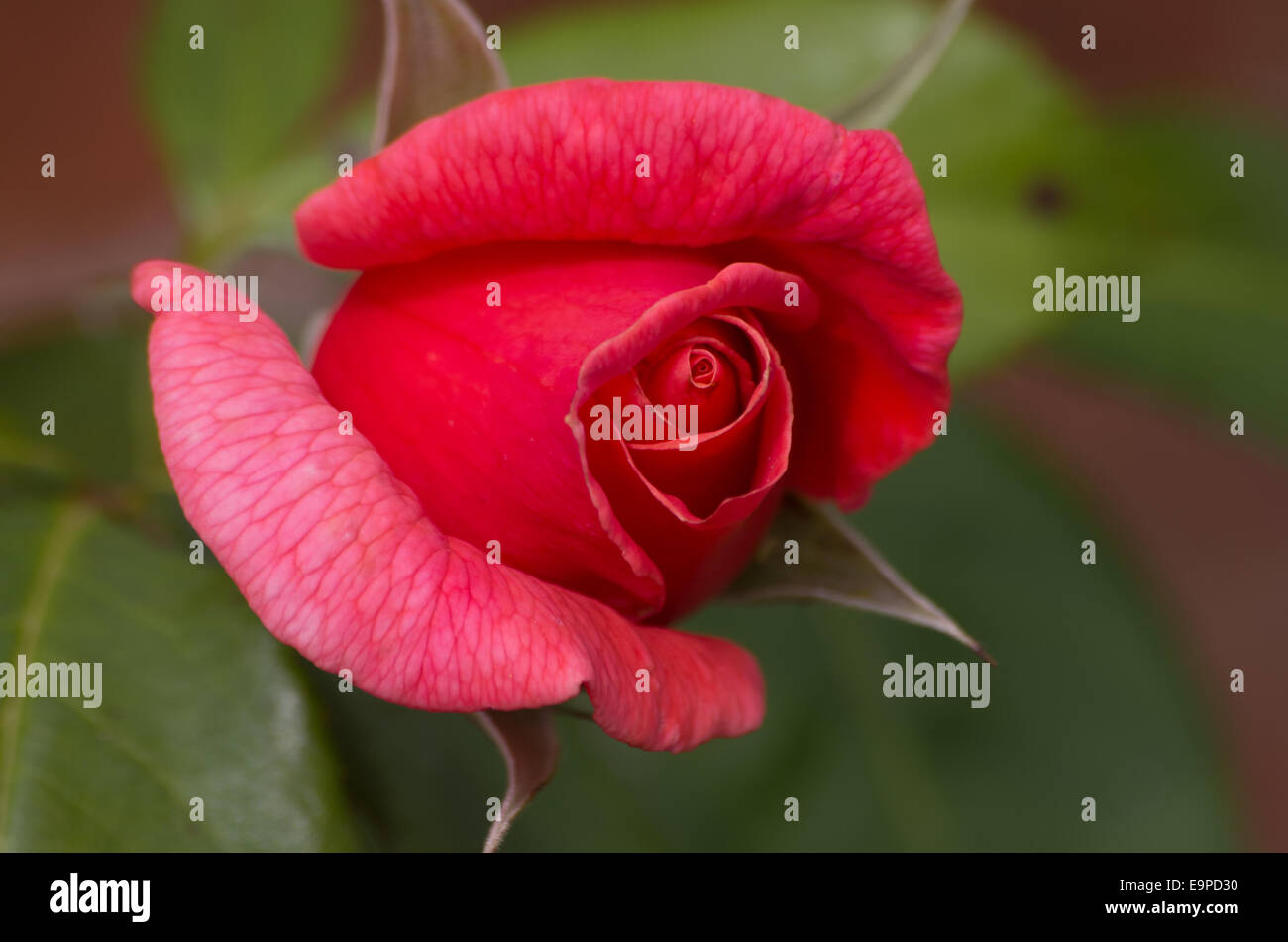 Rose saumon rose Banque de photographies et d’images à haute résolution ...