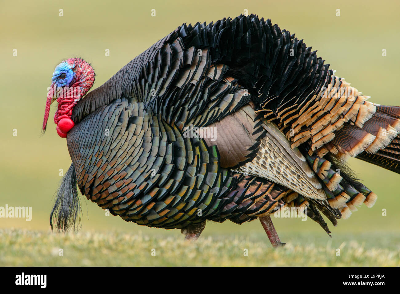 Dindon sauvage Banque de photographies et d’images à haute résolution ...