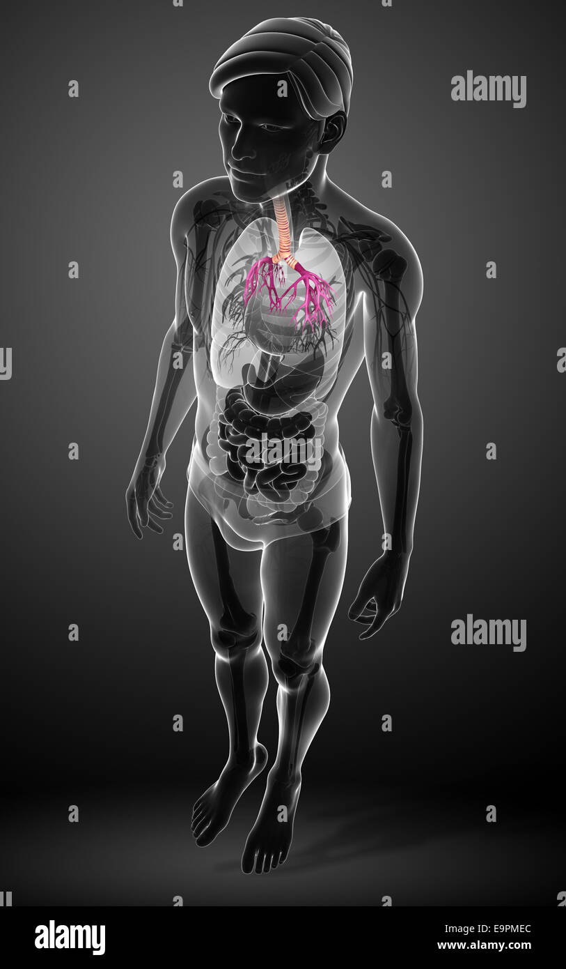 Anatomie de la gorge Banque de photographies et d’images à haute ...