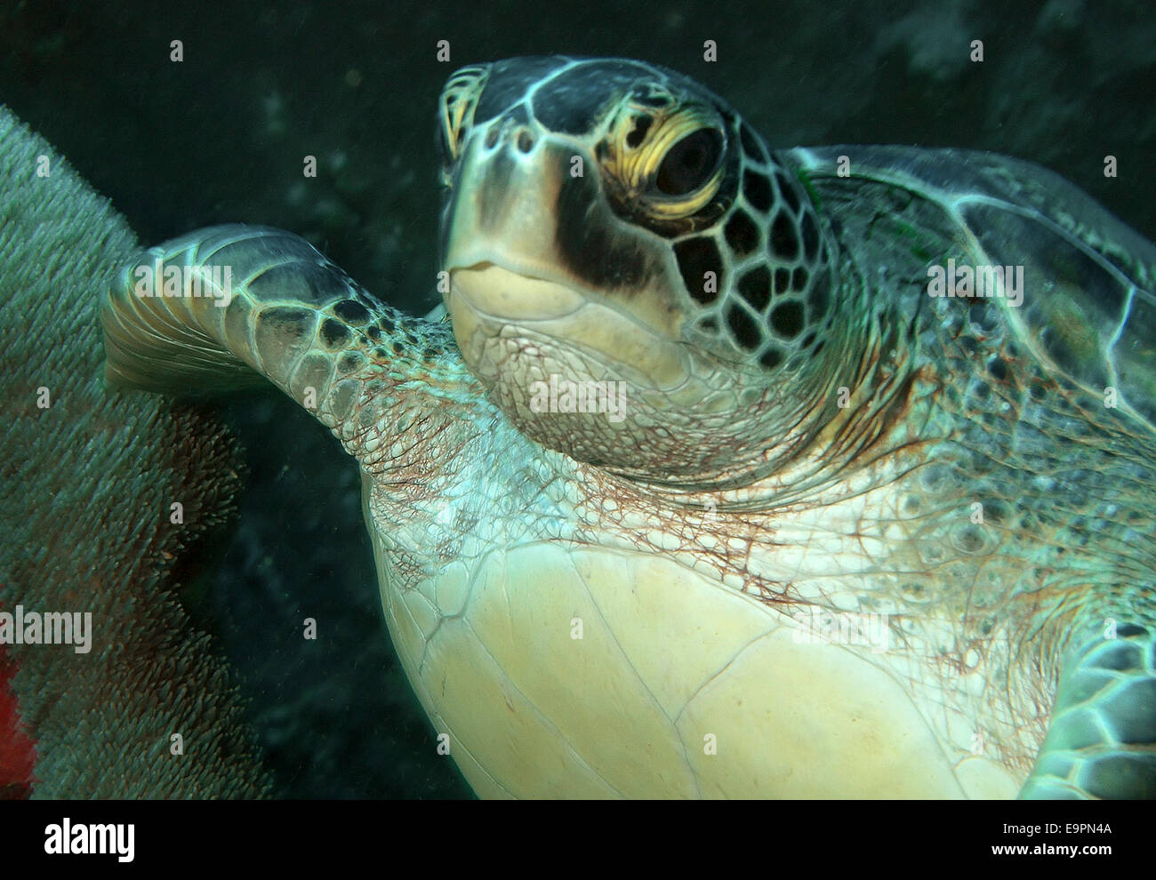 Tortue verte de l'atlantique chelonia mydas Banque de photographies et ...