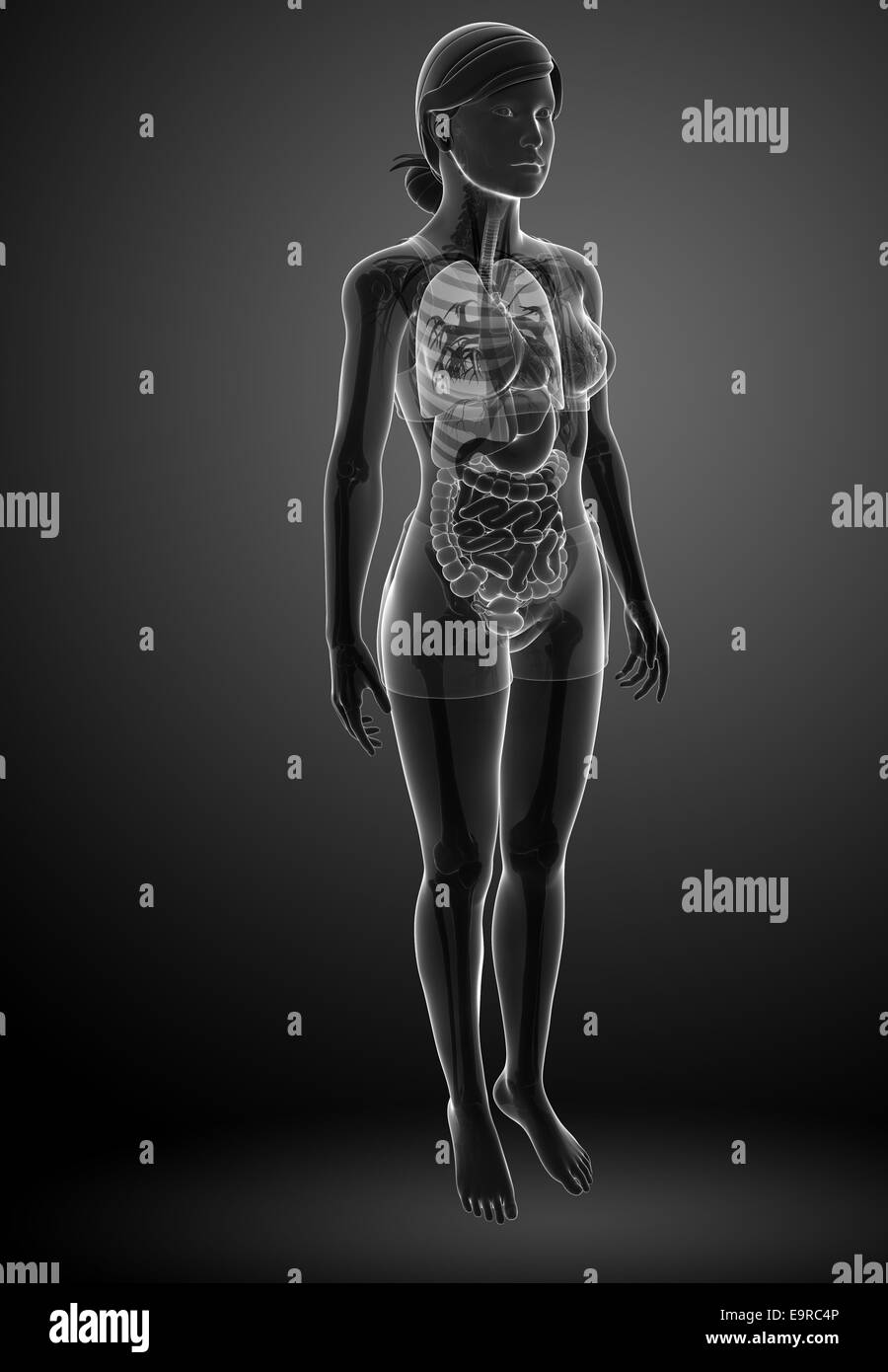 Anatomie du système digestif Photo Stock - Alamy