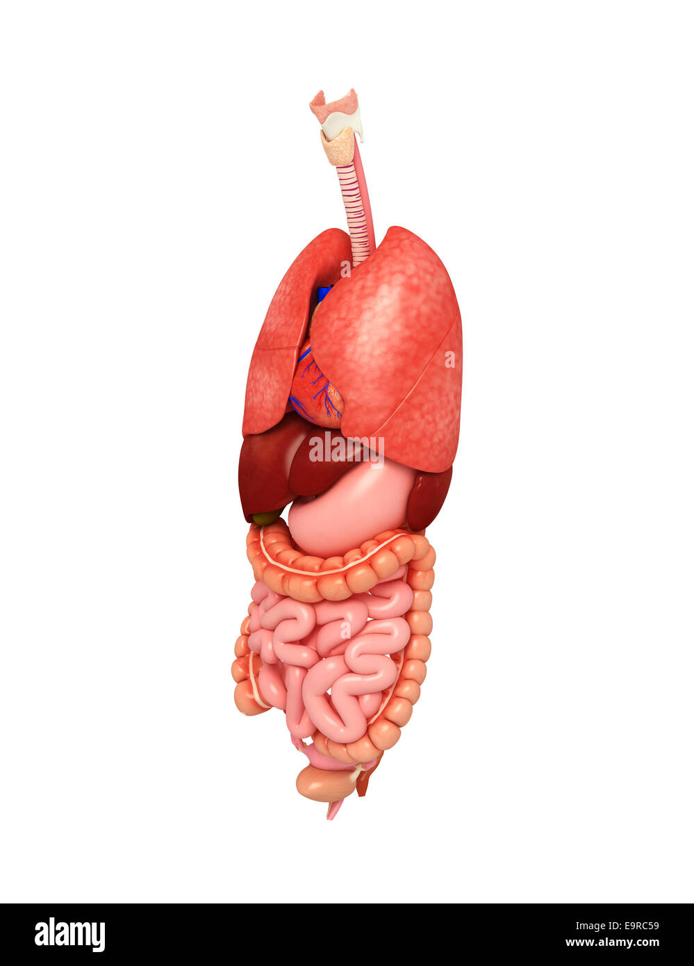Anatomie du système digestif Photo Stock - Alamy