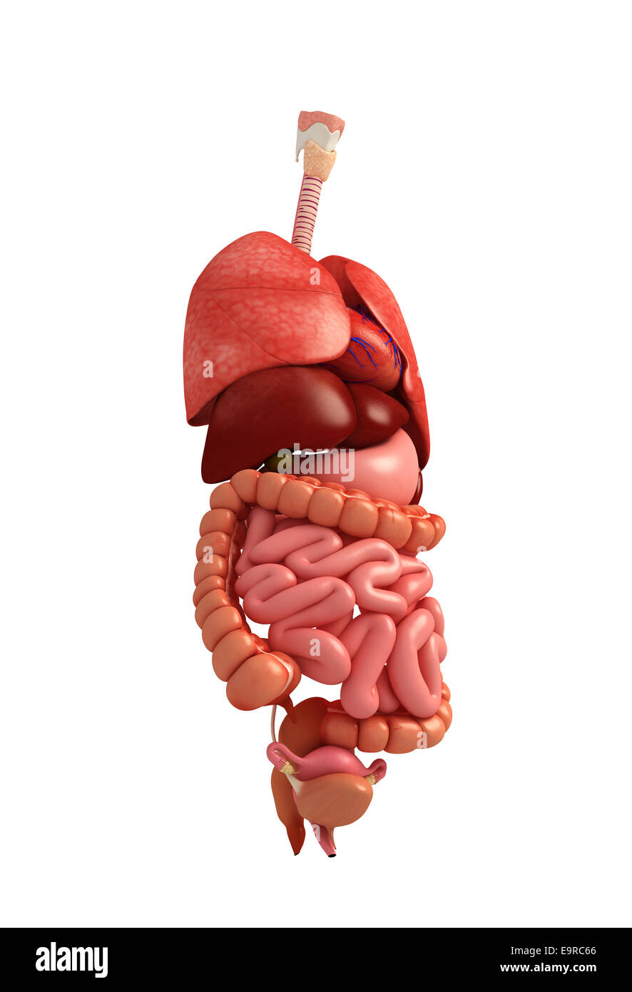 Anatomie du système digestif Photo Stock - Alamy