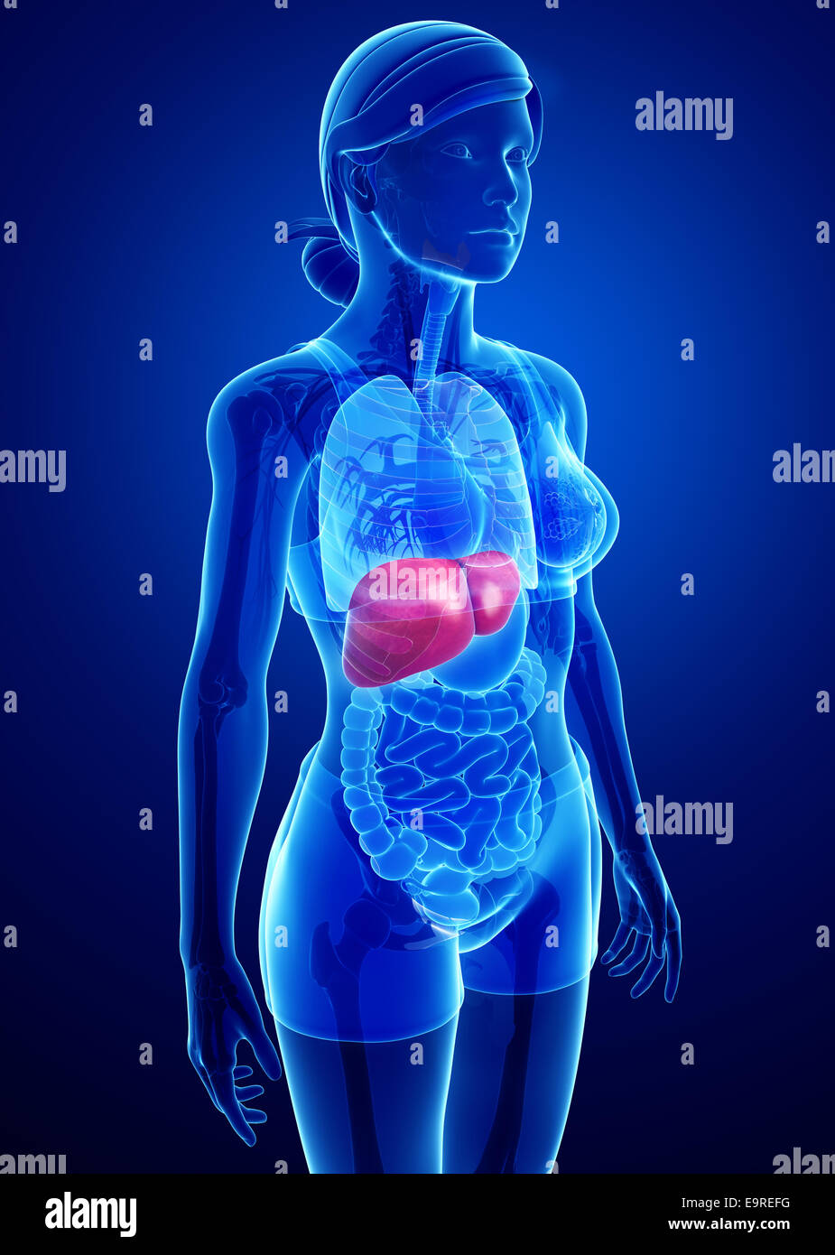Illustration de l'anatomie du foie femelle Photo Stock - Alamy