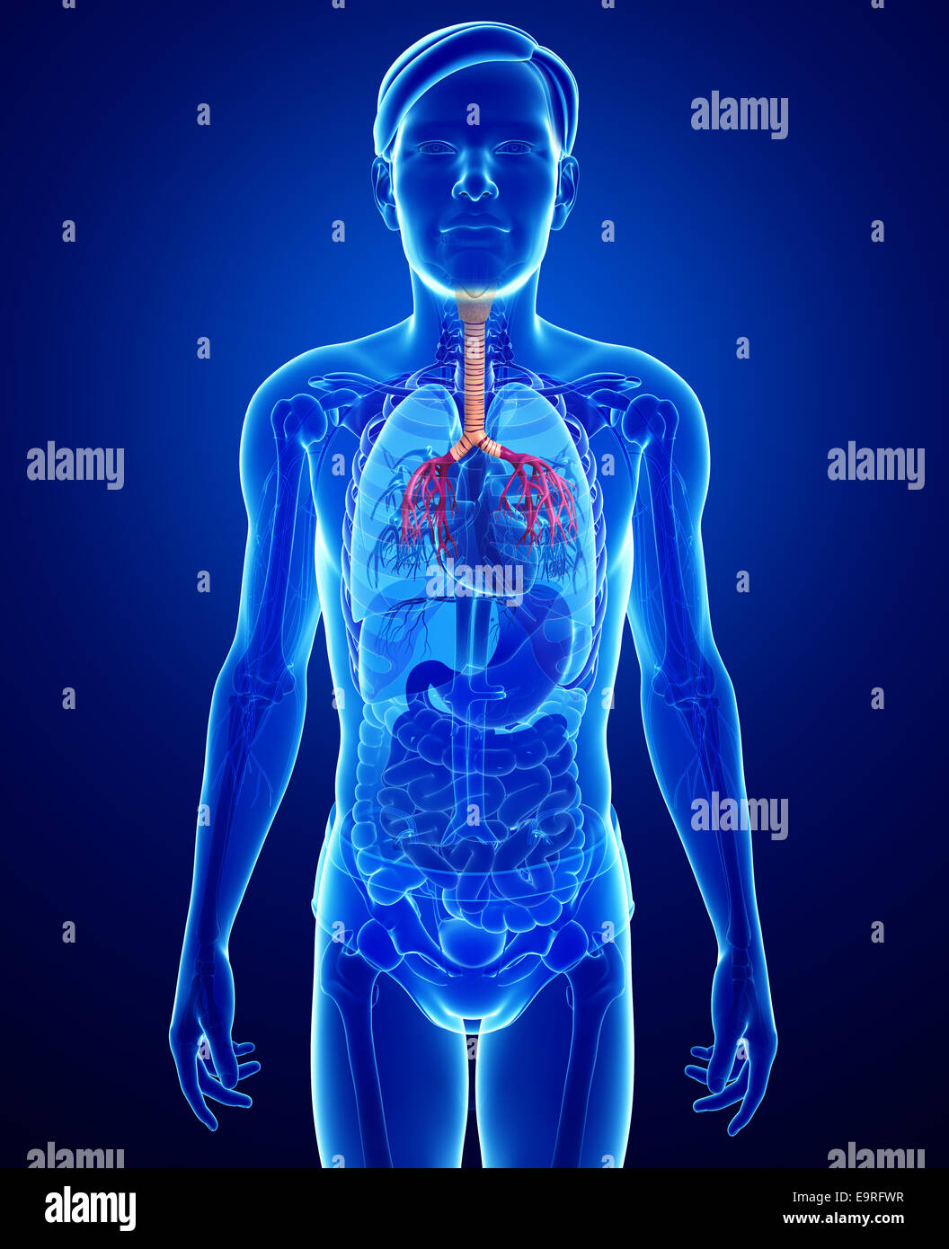 Illustration de l'homme anatomie de la gorge Photo Stock - Alamy