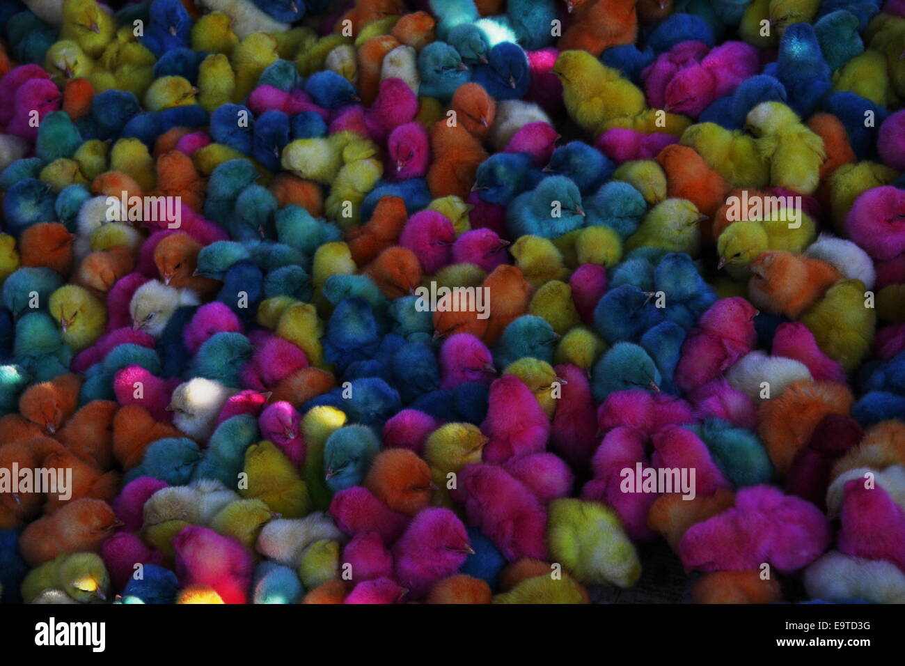 Poussins colorés dans un marché marocain Photo Stock - Alamy