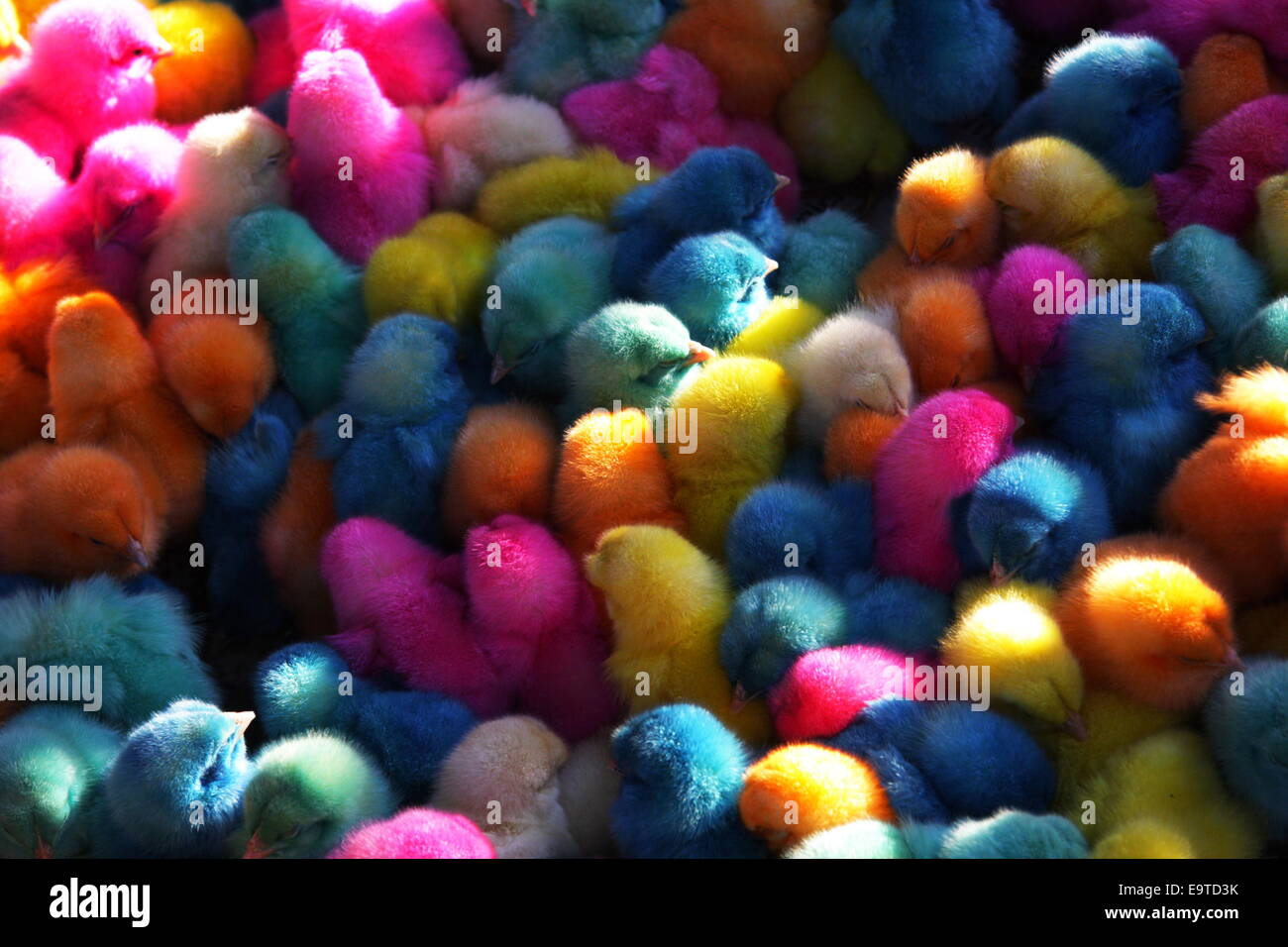 Poussins colorés dans un marché marocain Photo Stock - Alamy