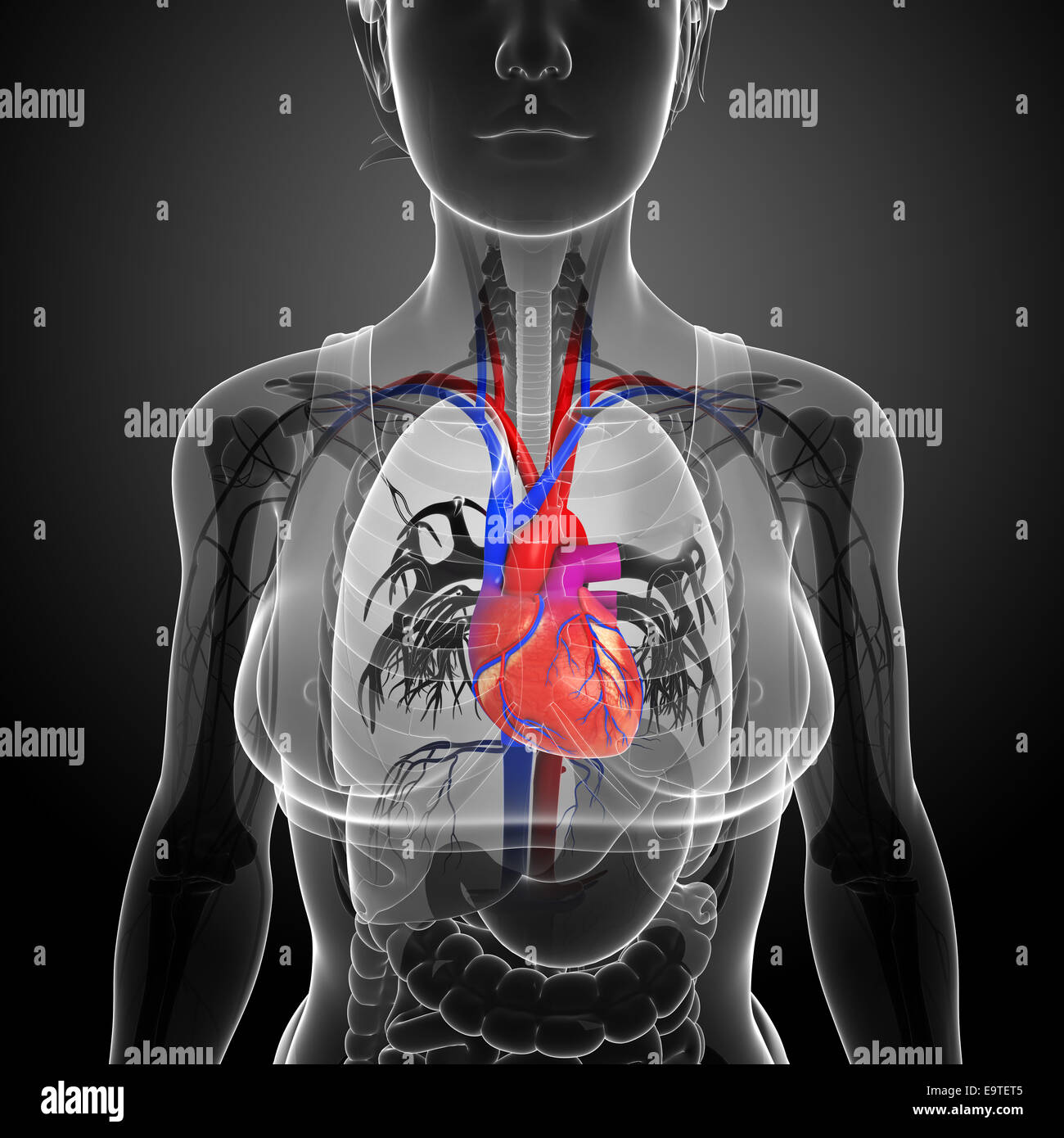 Illustration de l'anatomie cardiaque femelle Photo Stock - Alamy