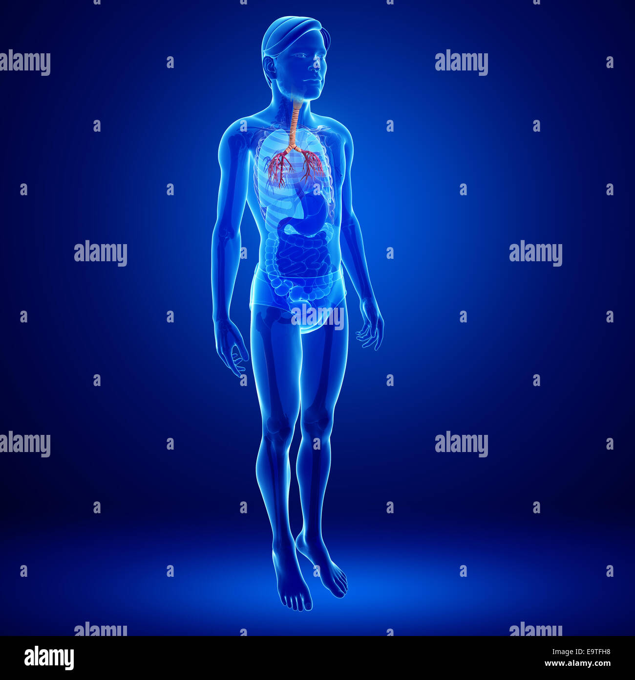 Illustration de l'homme anatomie de la gorge Photo Stock - Alamy