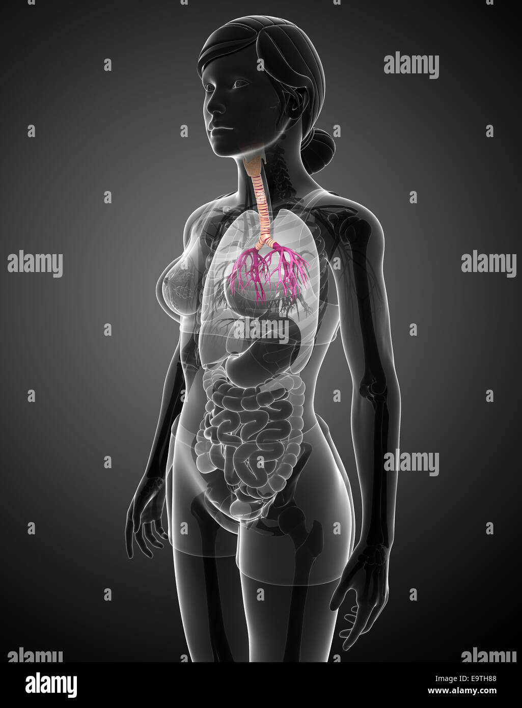 Anatomie abdominale féminine Banque de photographies et d’images à haute résolution - Alamy