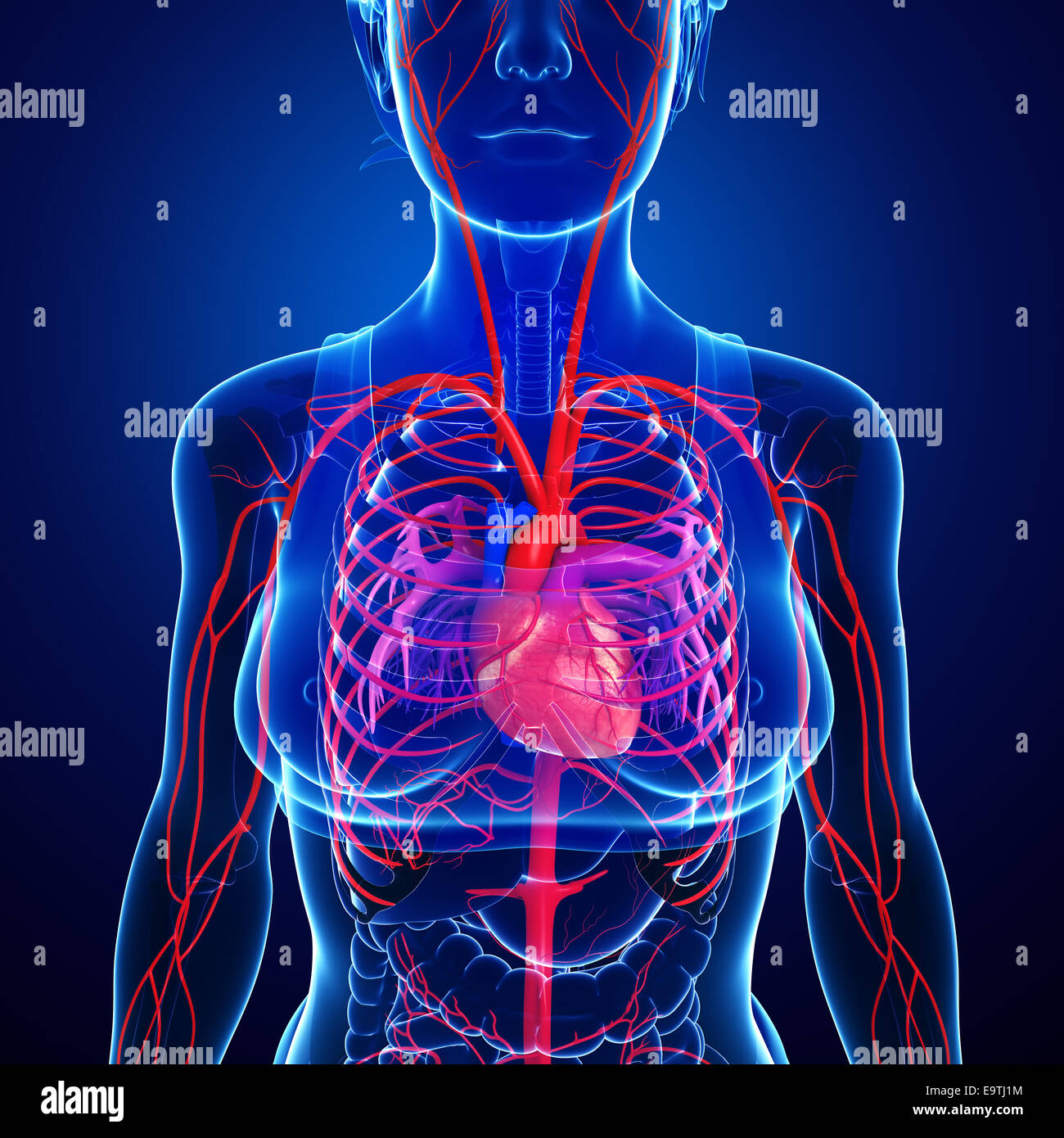 Anatomie du coeur humain Banque de photographies et d’images à haute ...