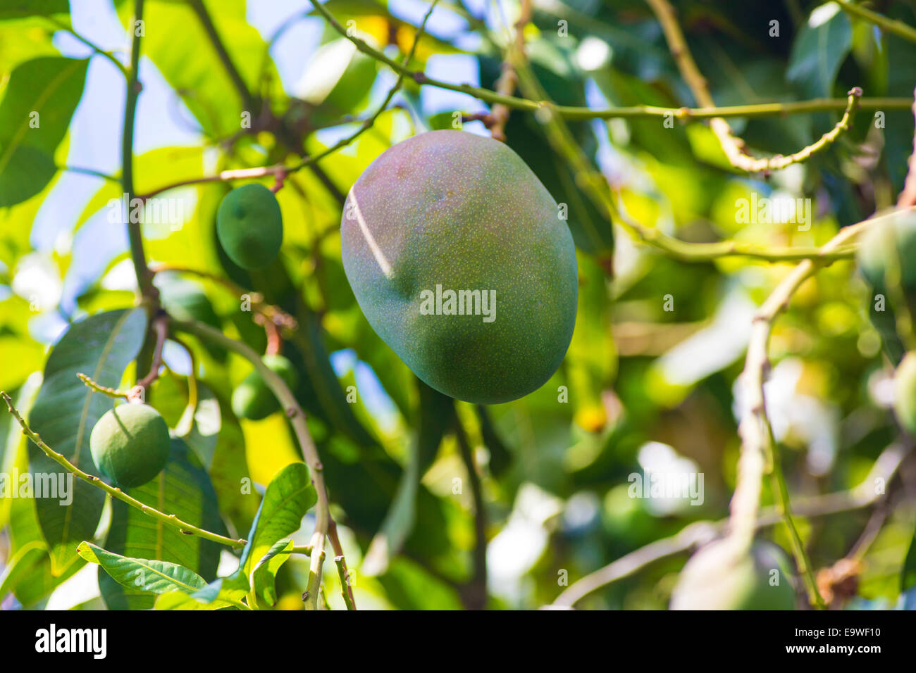 La plante manguier Banque de photographies et d’images à haute ...