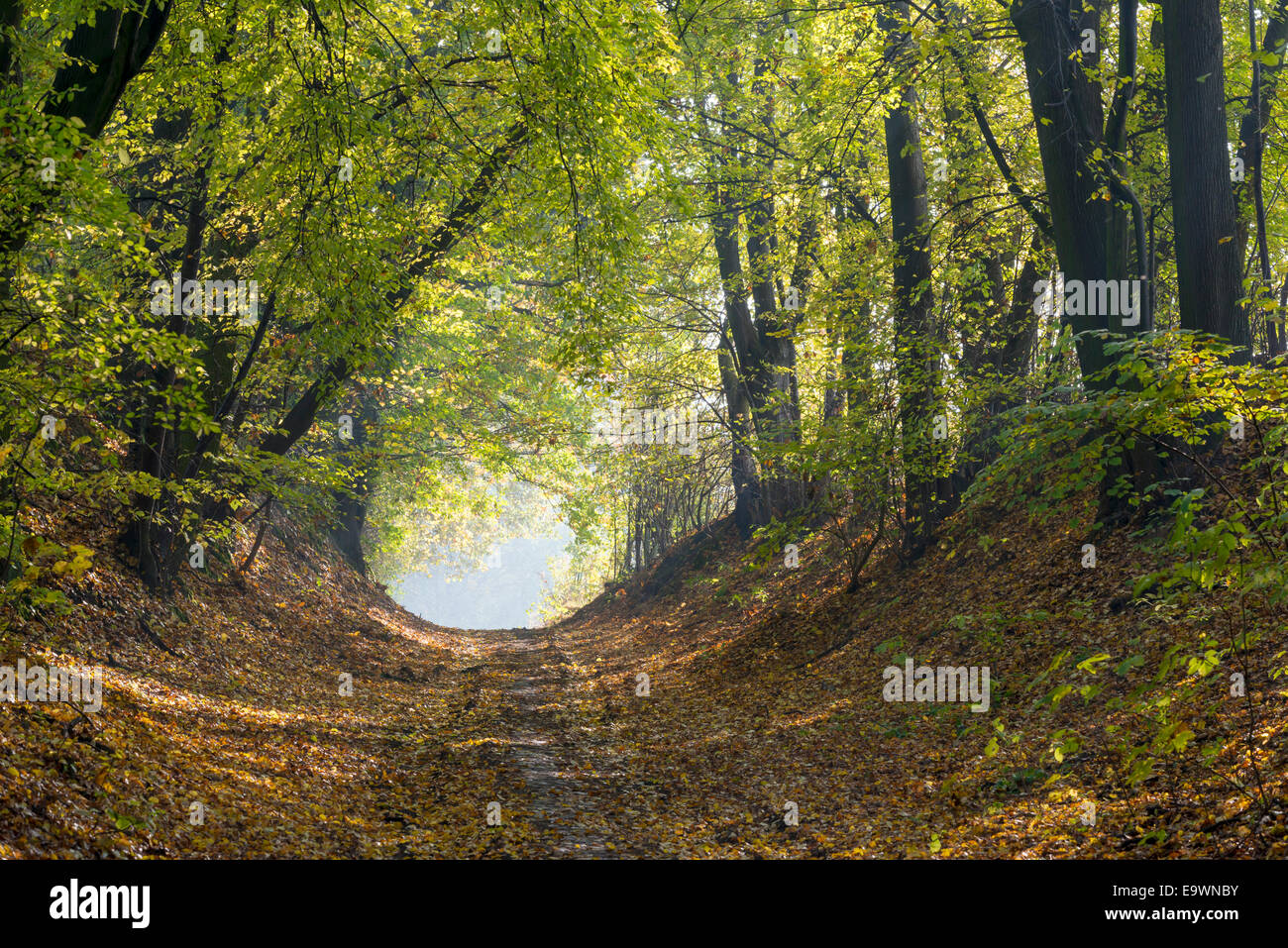 Chemin forestier en automne Banque de photographies et d’images à haute résolution - Alamy