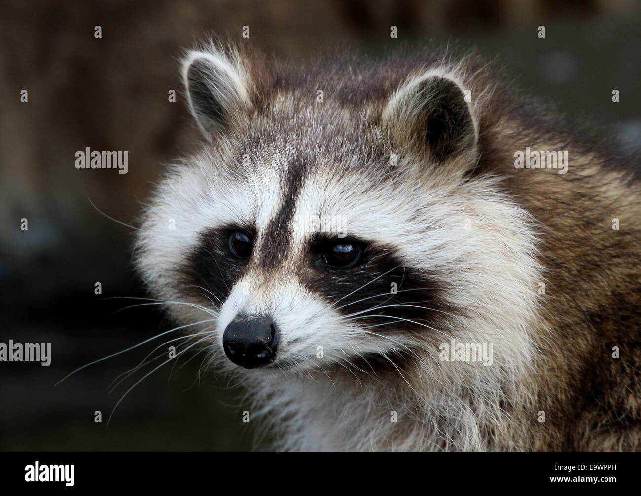 Procyon Lotor Du Raton Laveur Nord Banque d'image et photos - Alamy