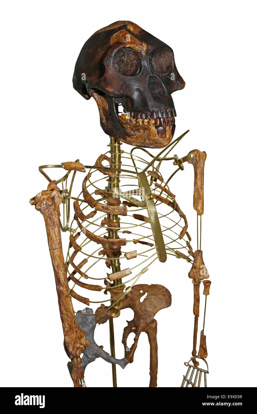 Lucy australopithecus afarensis Banque d'images détourées - Alamy