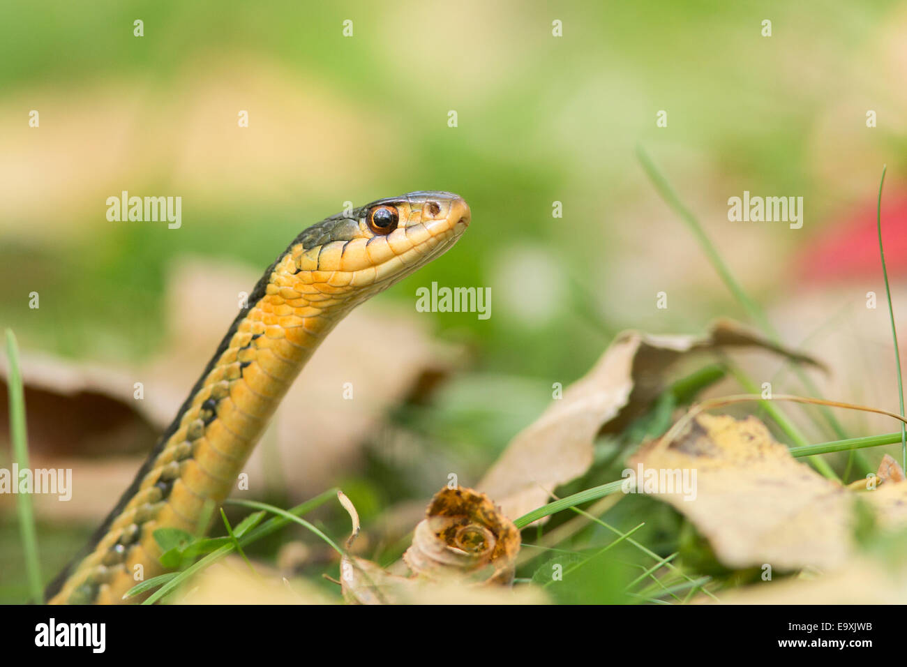 Common garter snake Banque de photographies et d’images à haute ...