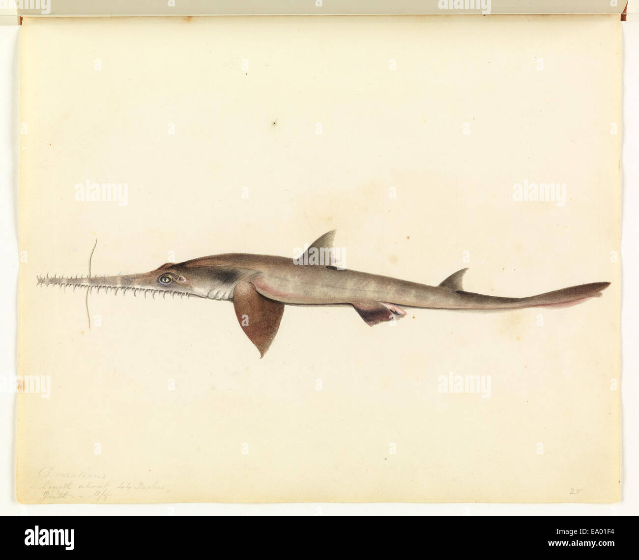 Requin scie Banque de photographies et d’images à haute résolution - Alamy