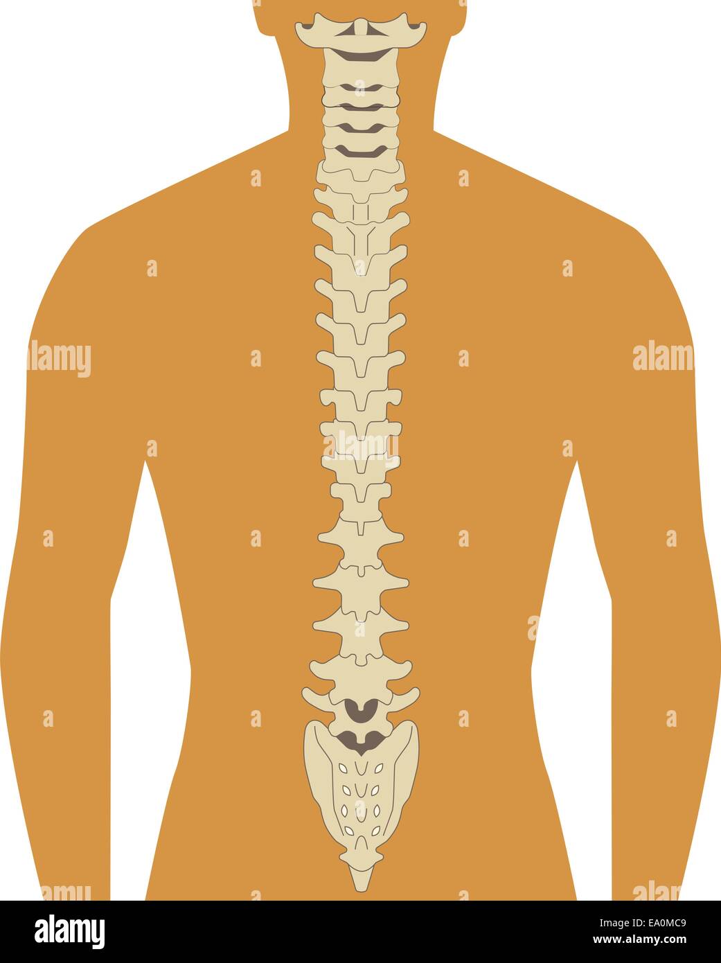 Anatomie du dos humain Banque d'images vectorielles - Alamy