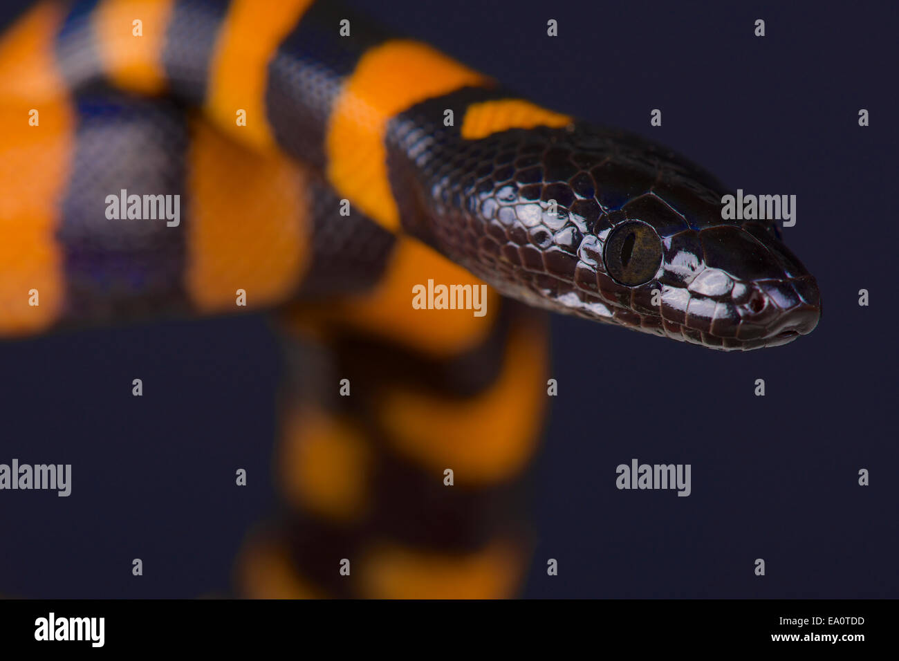 Baby python Banque de photographies et d’images à haute résolution - Alamy