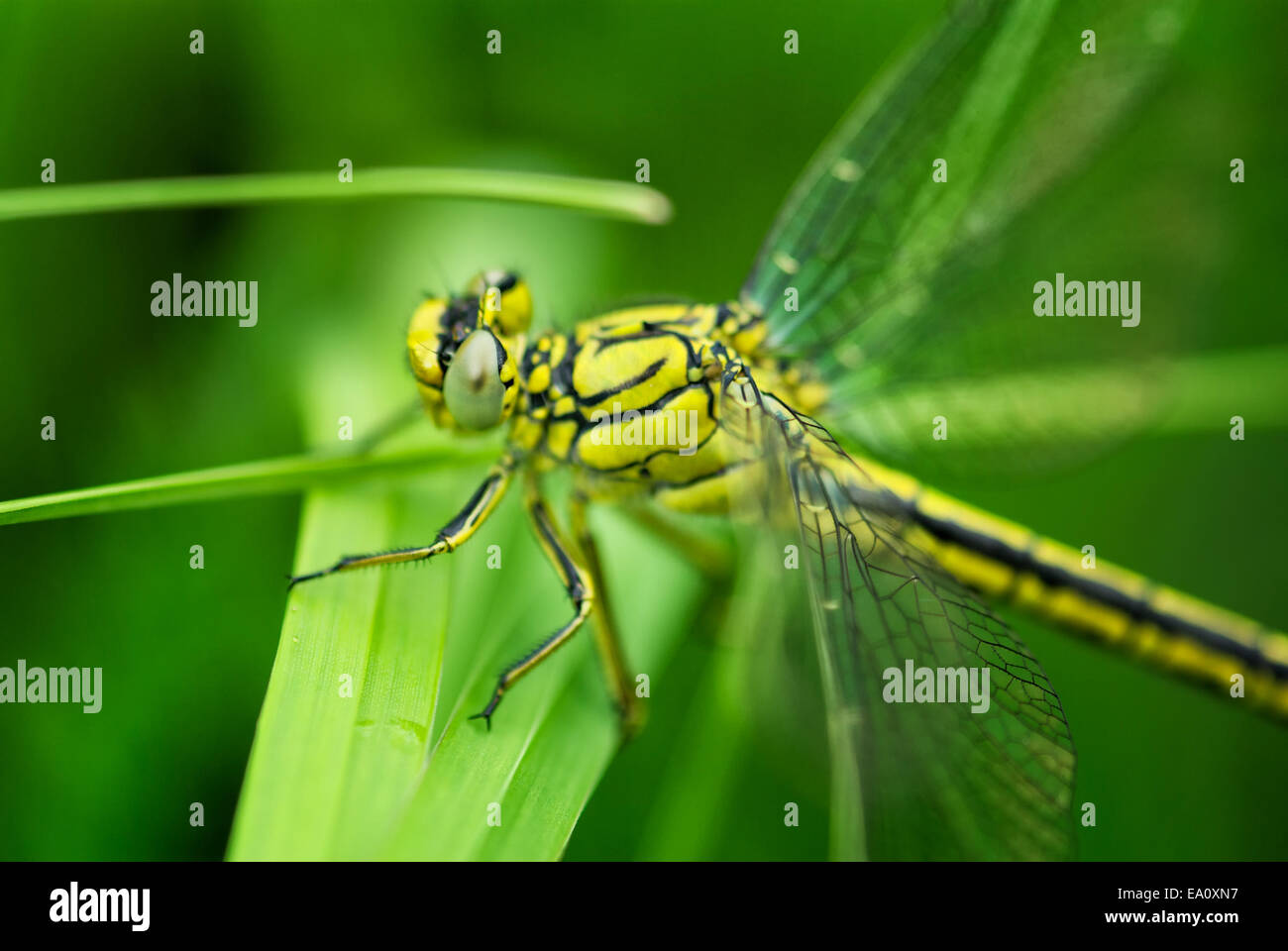 Aile de libellule libellule verte et jaune Banque de photographies et d ...