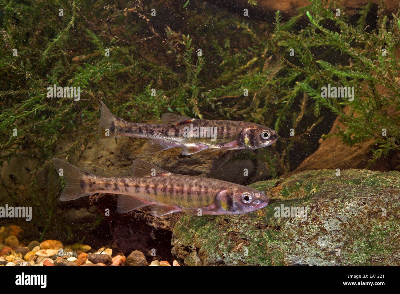 Eurasian minnow phoxinus phoxinus Banque de photographies et d’images à ...