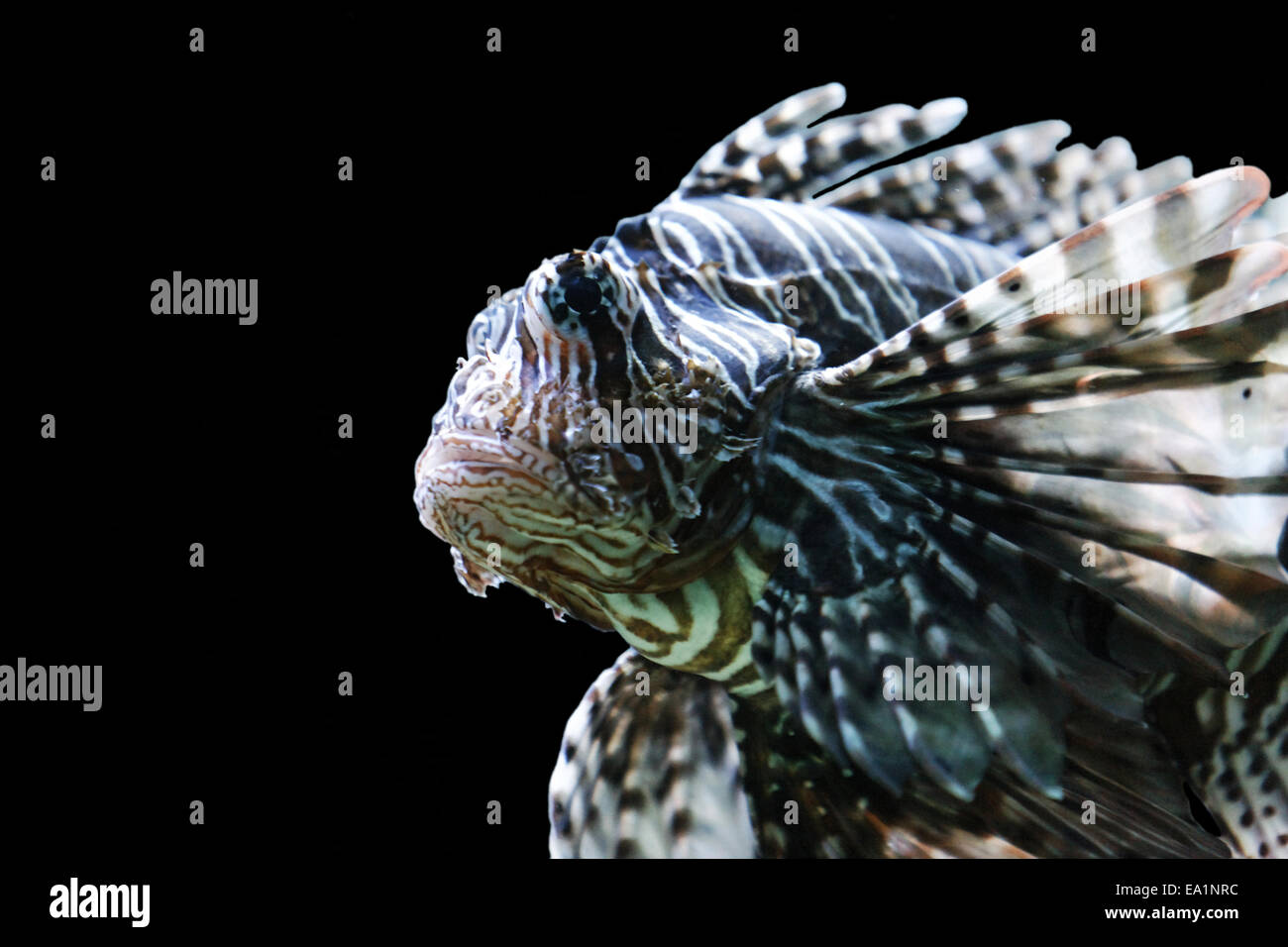 Poisson lion Banque de photographies et d’images à haute résolution - Alamy