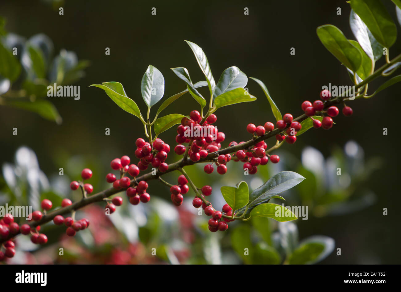 Ilex anomala Banque de photographies et d’images à haute résolution - Alamy