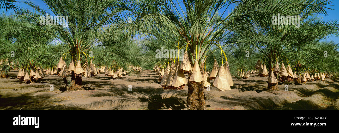 Agriculture - un stand de date palm arbres avec une grosse récolte de ...