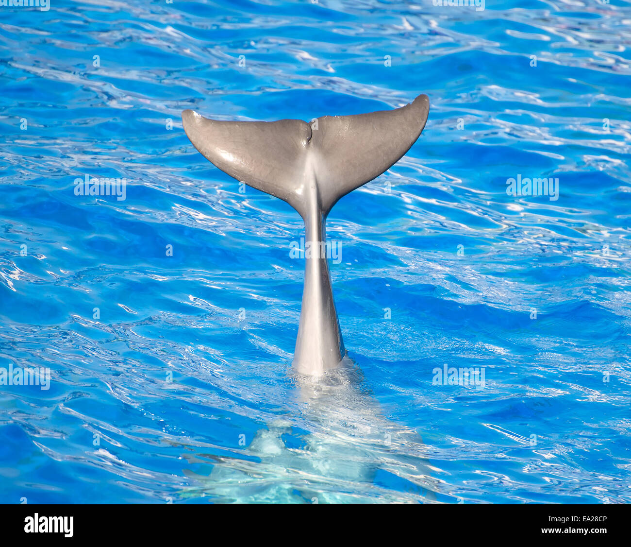 Dauphin nageant en mer Banque de photographies et d’images à haute résolution - Alamy