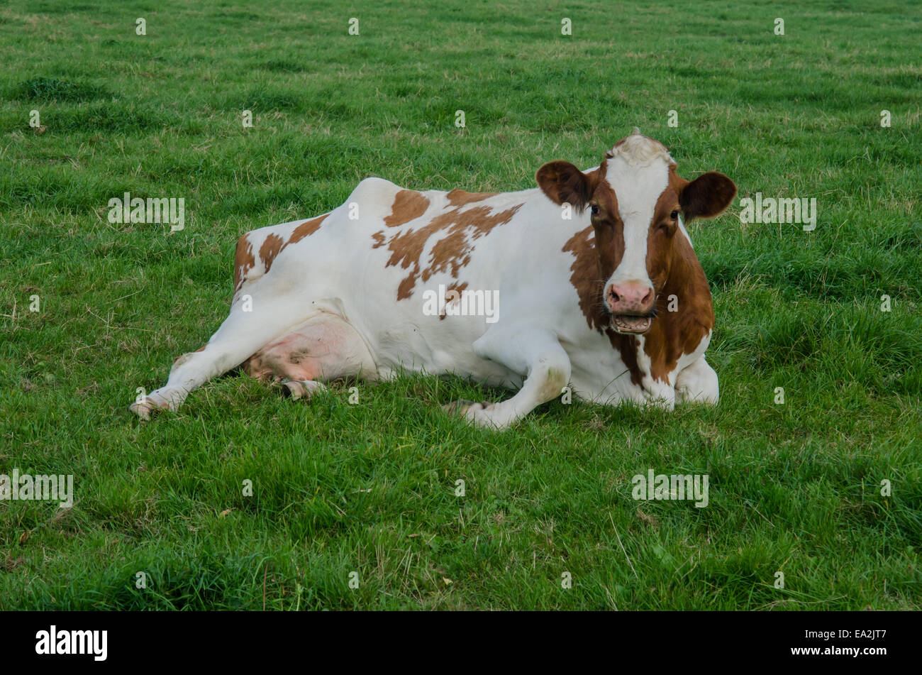 Red holstein cow Banque de photographies et d’images à haute résolution ...