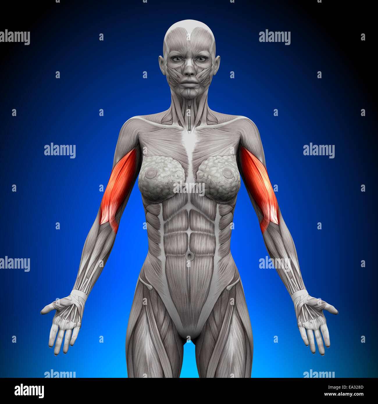 Female Muscles Diagram Banque De Photographies Et Dimages à Haute Résolution Alamy