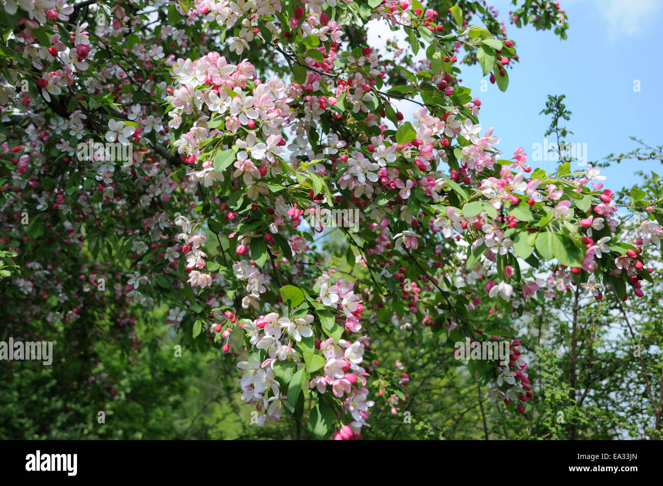 Japanese crab apple Banque de photographies et d’images à haute ...