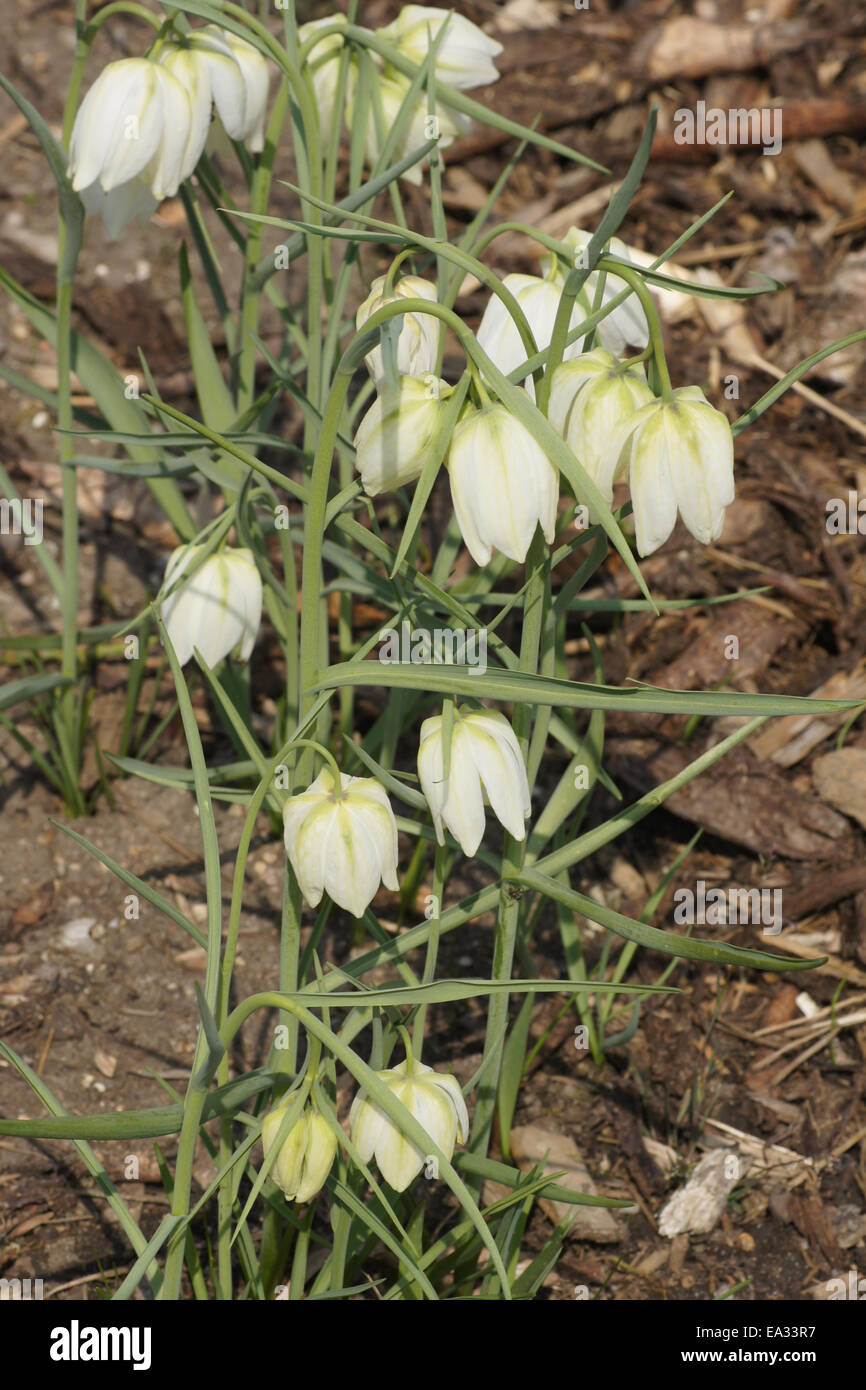 Fritillaire blanche Banque de photographies et d’images à haute ...