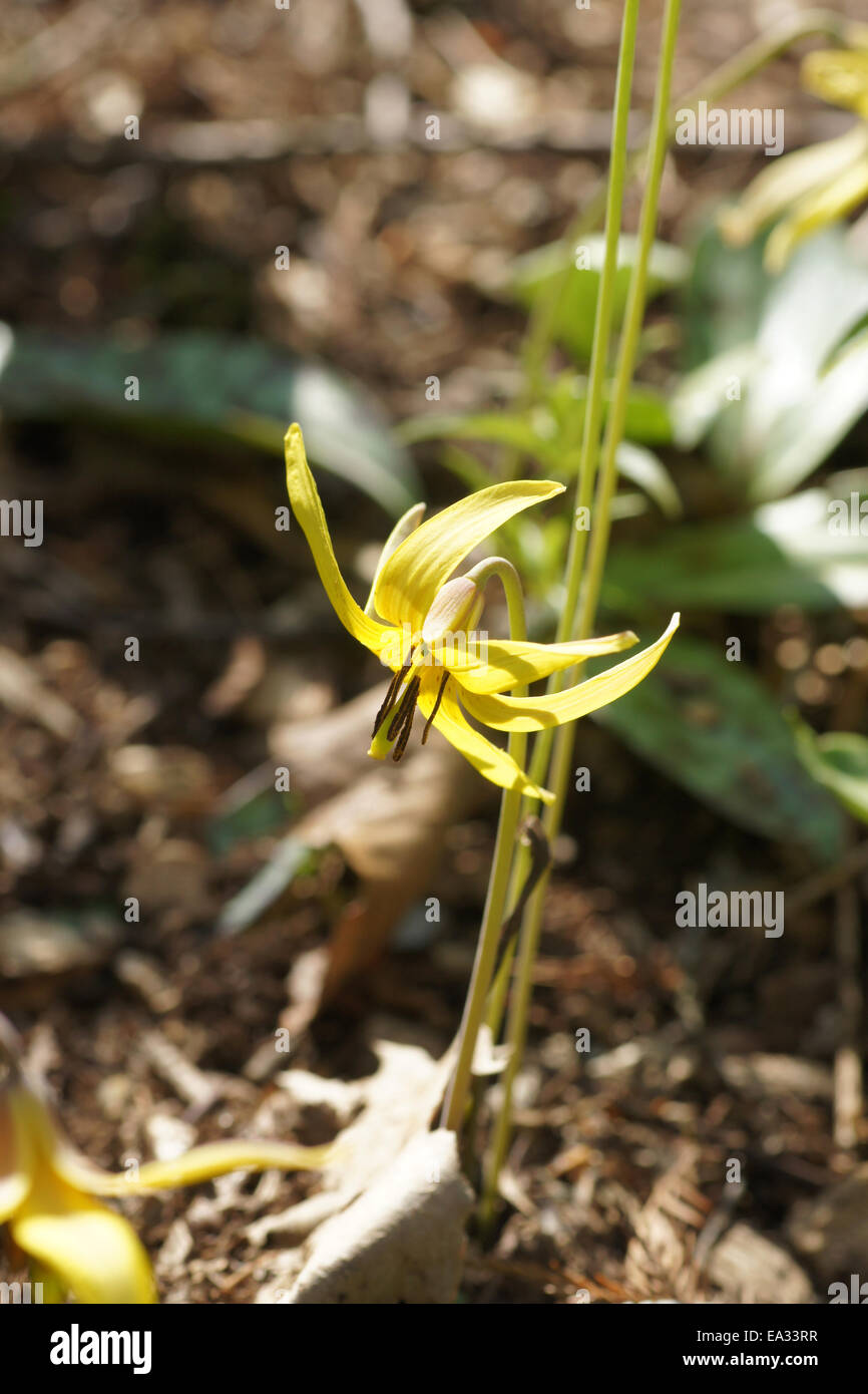 Dent de lys Banque de photographies et d’images à haute résolution - Alamy
