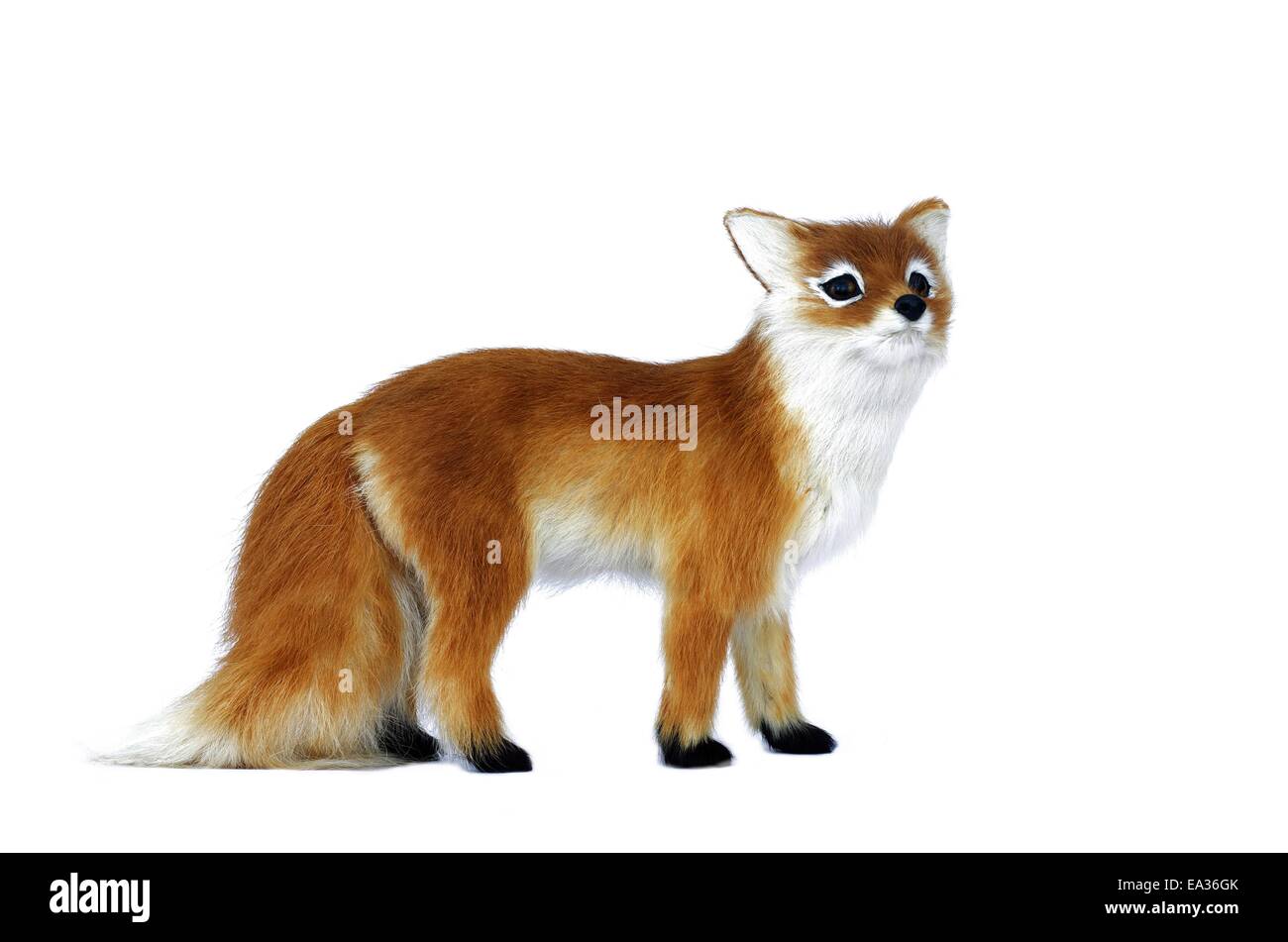 Renard blanc fond blanc Banque d'images détourées - Alamy