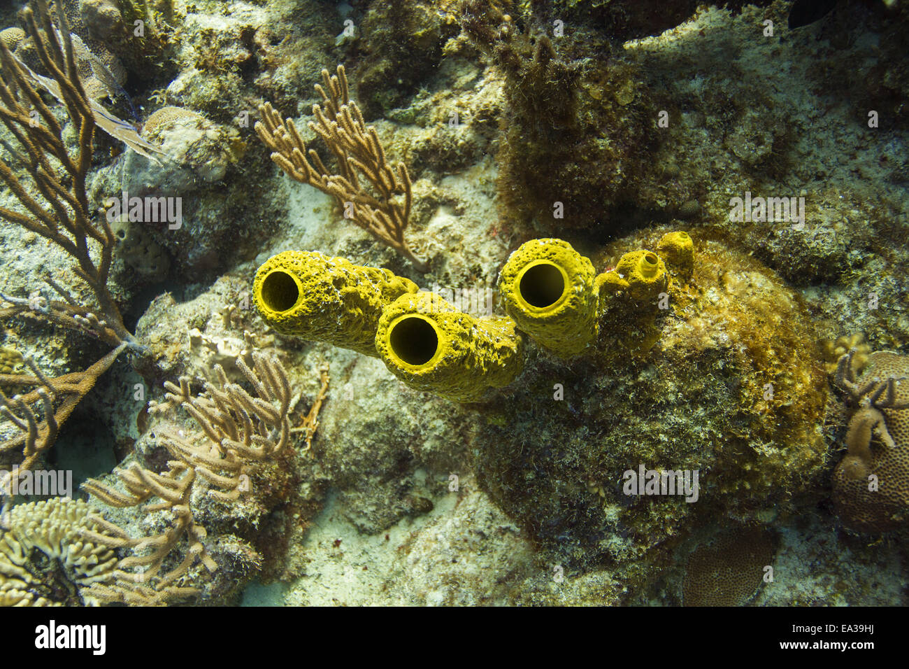 Tube sponge Banque de photographies et d’images à haute résolution - Alamy