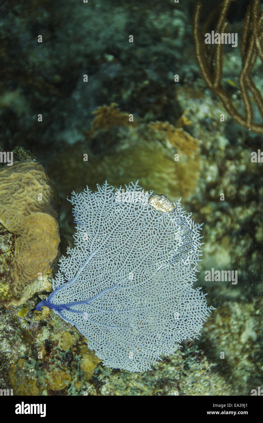 Poisson langue Banque de photographies et d’images à haute résolution ...