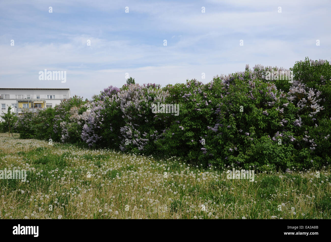 Haie de lilas Banque de photographies et d’images à haute résolution ...