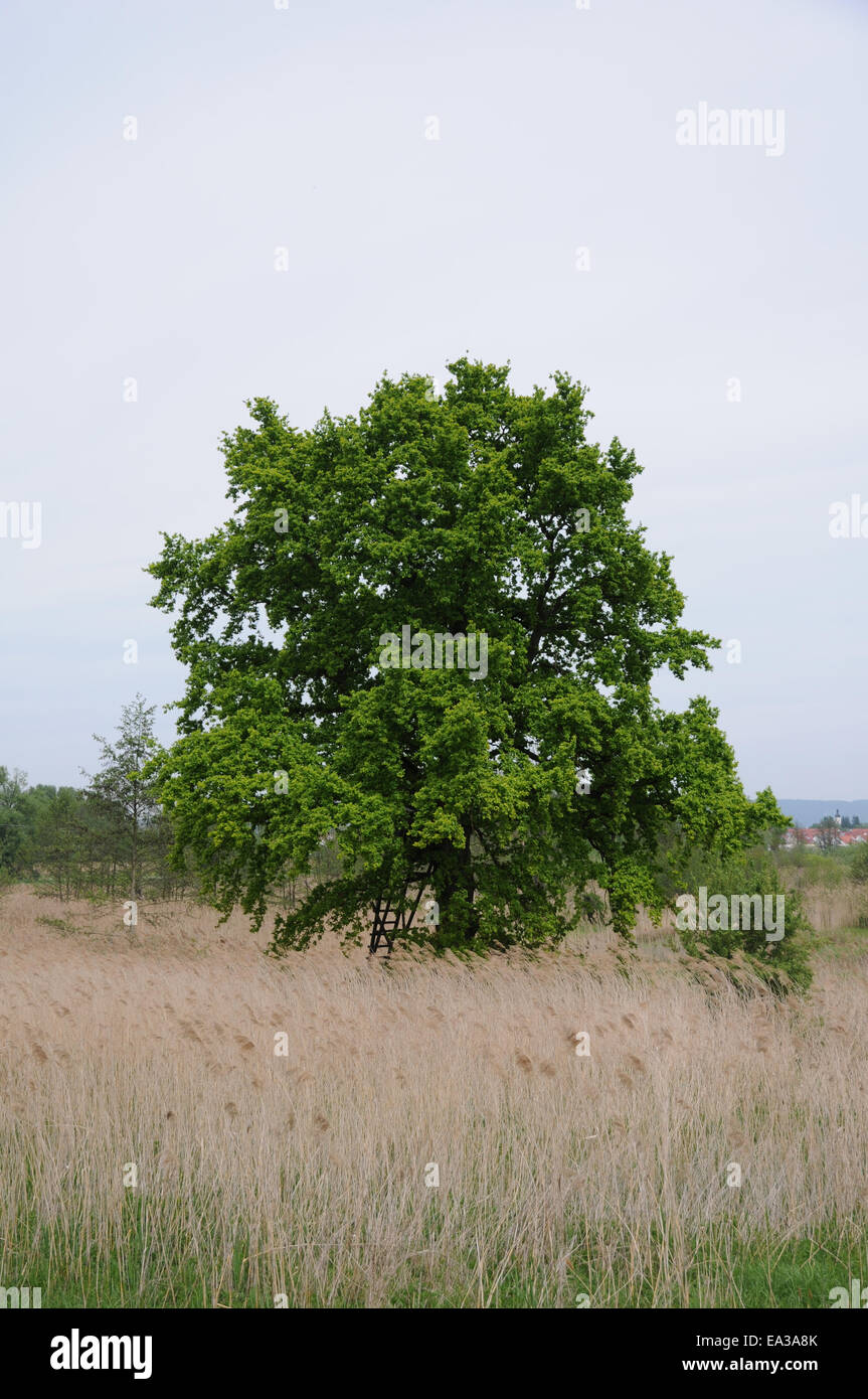 Le chene et le roseau Banque de photographies et d’images à haute ...