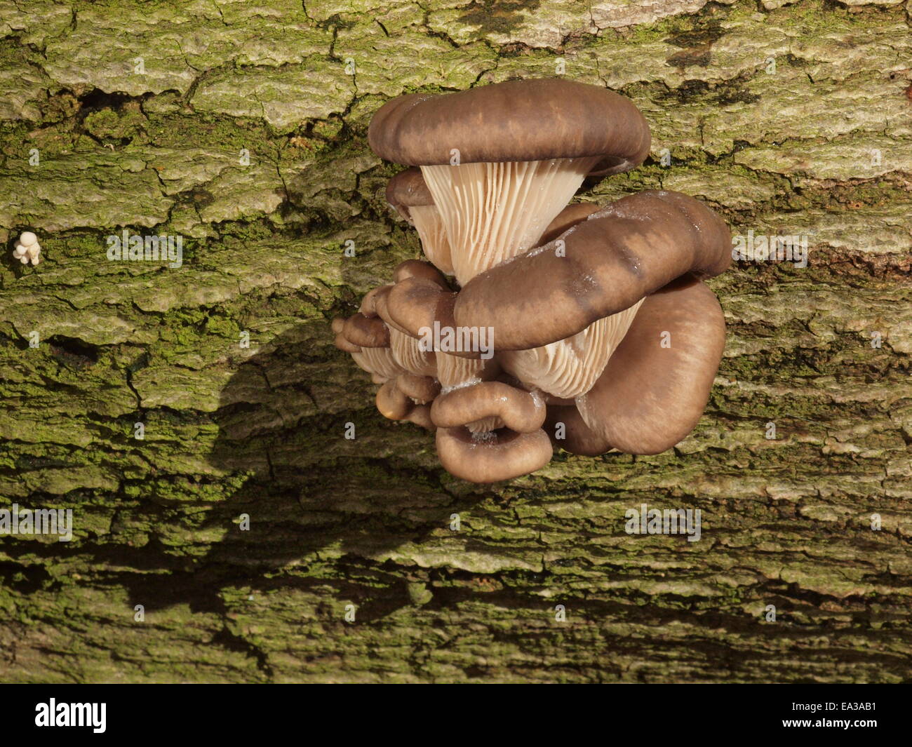 Pleurotes Pleurotus Ostreatus Banque d'image et photos - Alamy