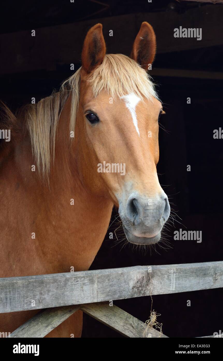 Cheval alezan Banque de photographies et d’images à haute résolution ...