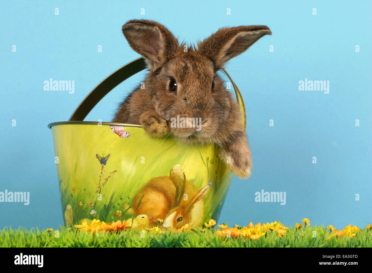 Le lapin brun Banque de photographies et d’images à haute résolution ...